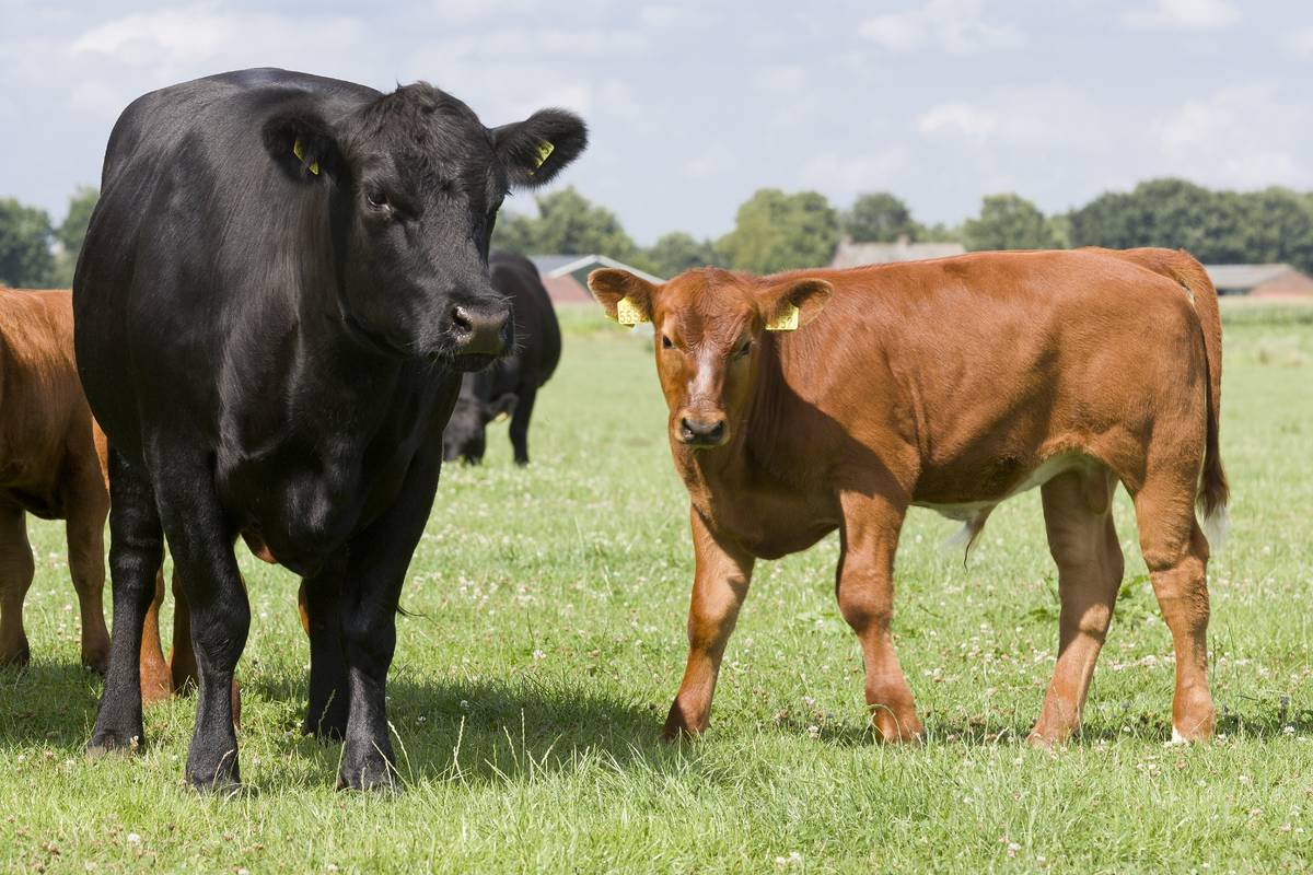 Liver Fluke - MSD Animal Health Republic of Ireland