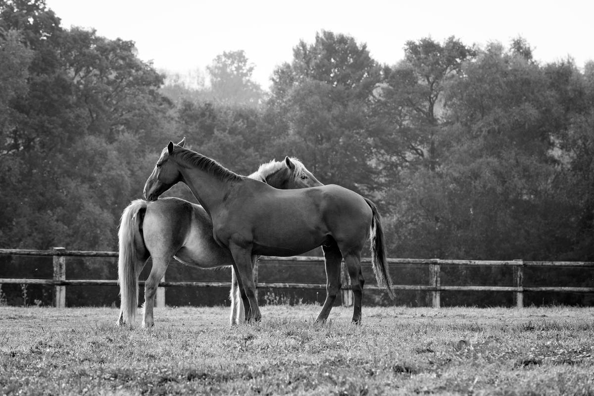 Equine Tetanus - MSD Animal Health Republic of Ireland