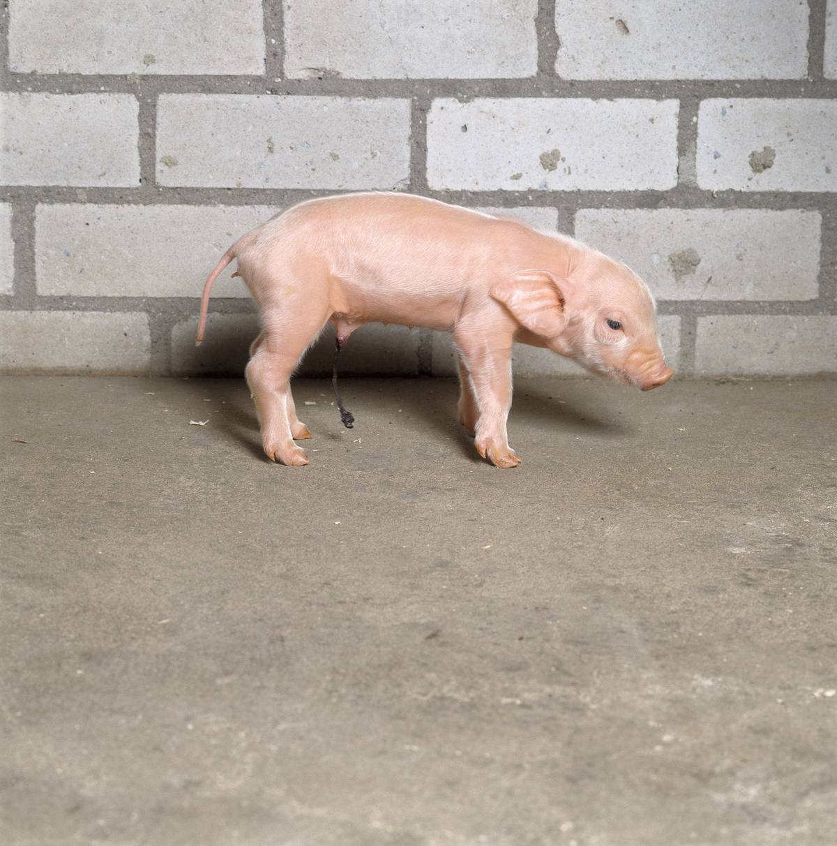 Porcine Respiratory and Reproductive Syndrome (PRRS) - MSD Animal ...