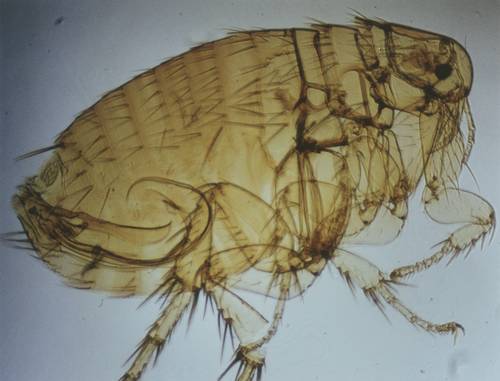 Fleas - MSD Animal Health Republic of Ireland