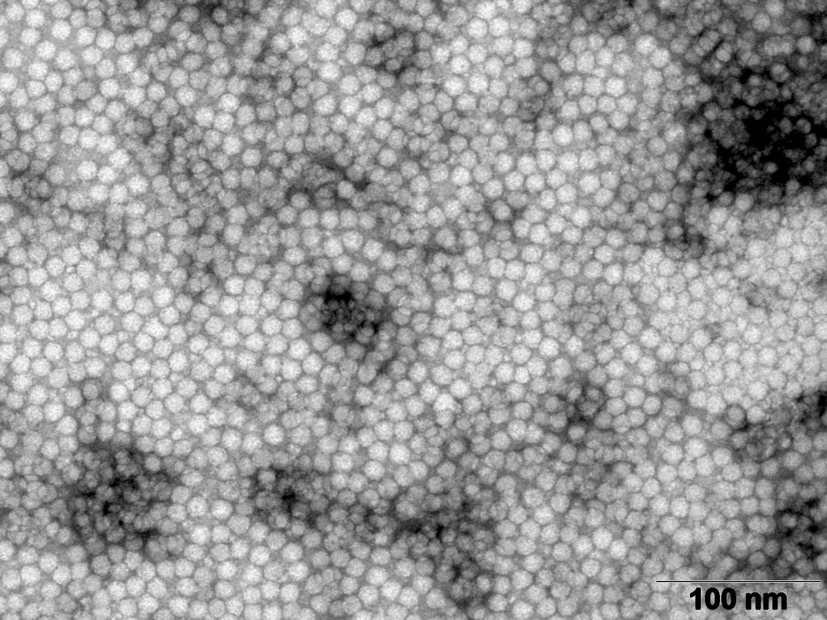 PMWS - MSD Animal Health Republic of Ireland