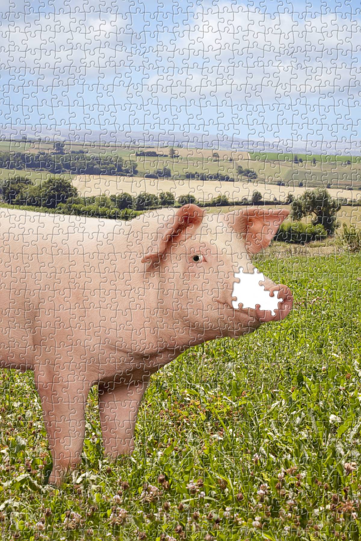 Atrophic Rhinitis - MSD Animal Health Republic of Ireland