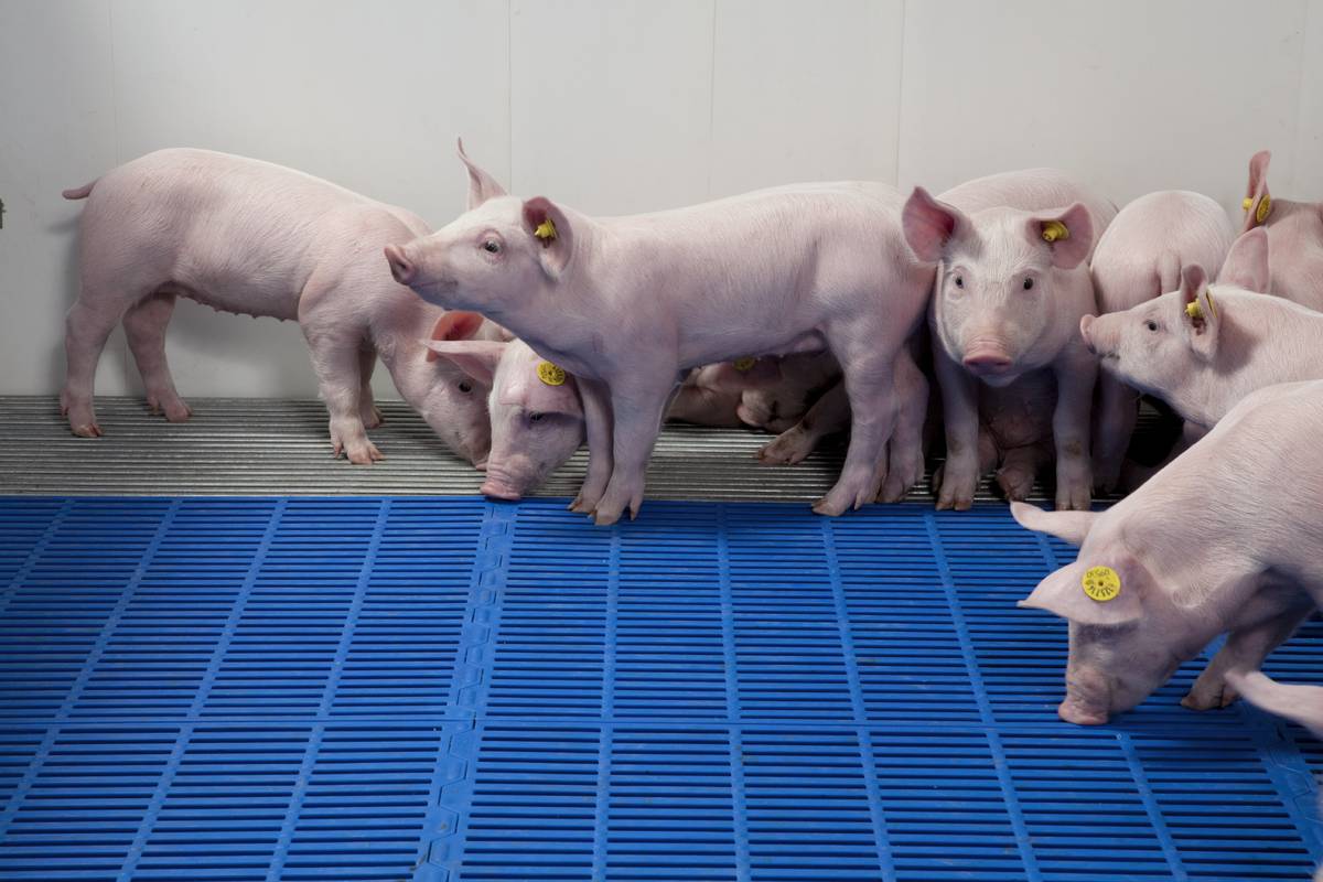 Atrophic Rhinitis - MSD Animal Health Republic of Ireland