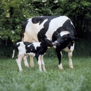 Bovine Viral Diarrhoea (BVD) - MSD Animal Health Republic of Ireland