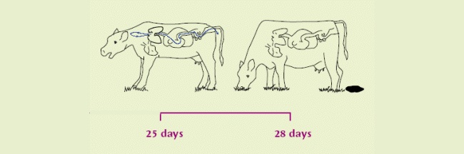 Lungworm - MSD Animal Health Republic of Ireland