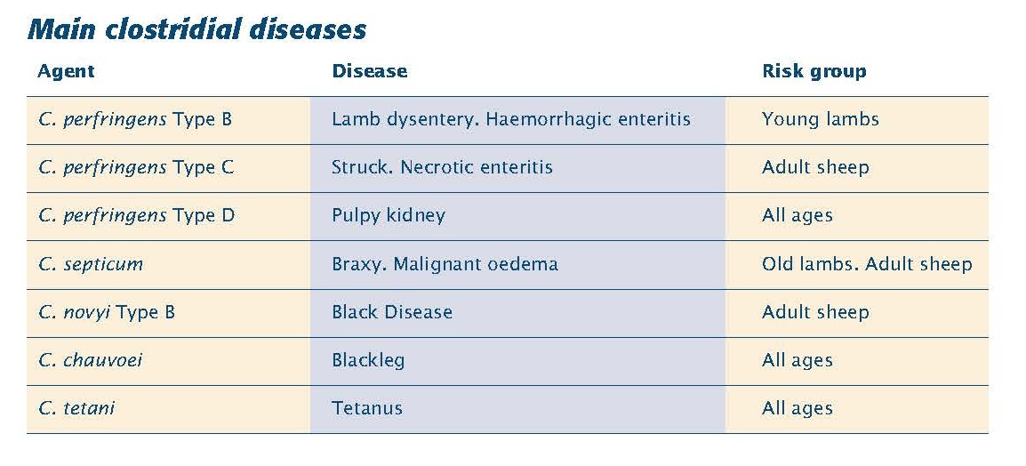 Clostridial Disease - MSD Animal Health Republic of Ireland