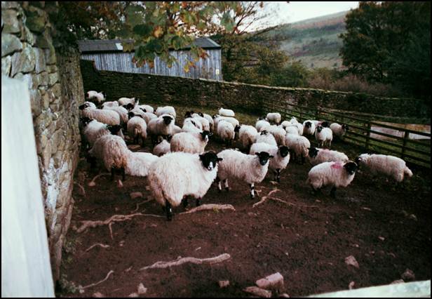 Pasteurellosis - MSD Animal Health Republic of Ireland