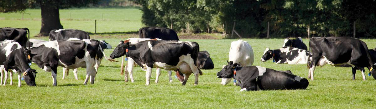 Leptospirosis - MSD Animal Health Republic of Ireland