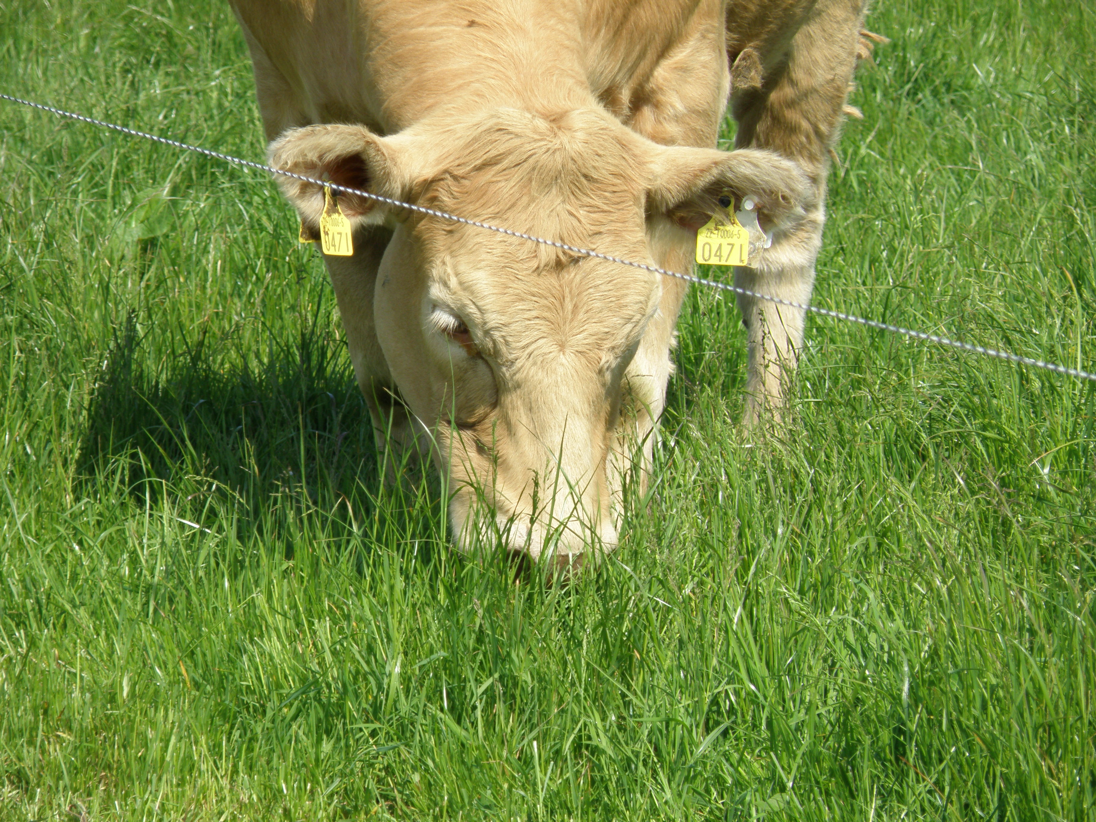 Lungworm - MSD Animal Health Republic of Ireland