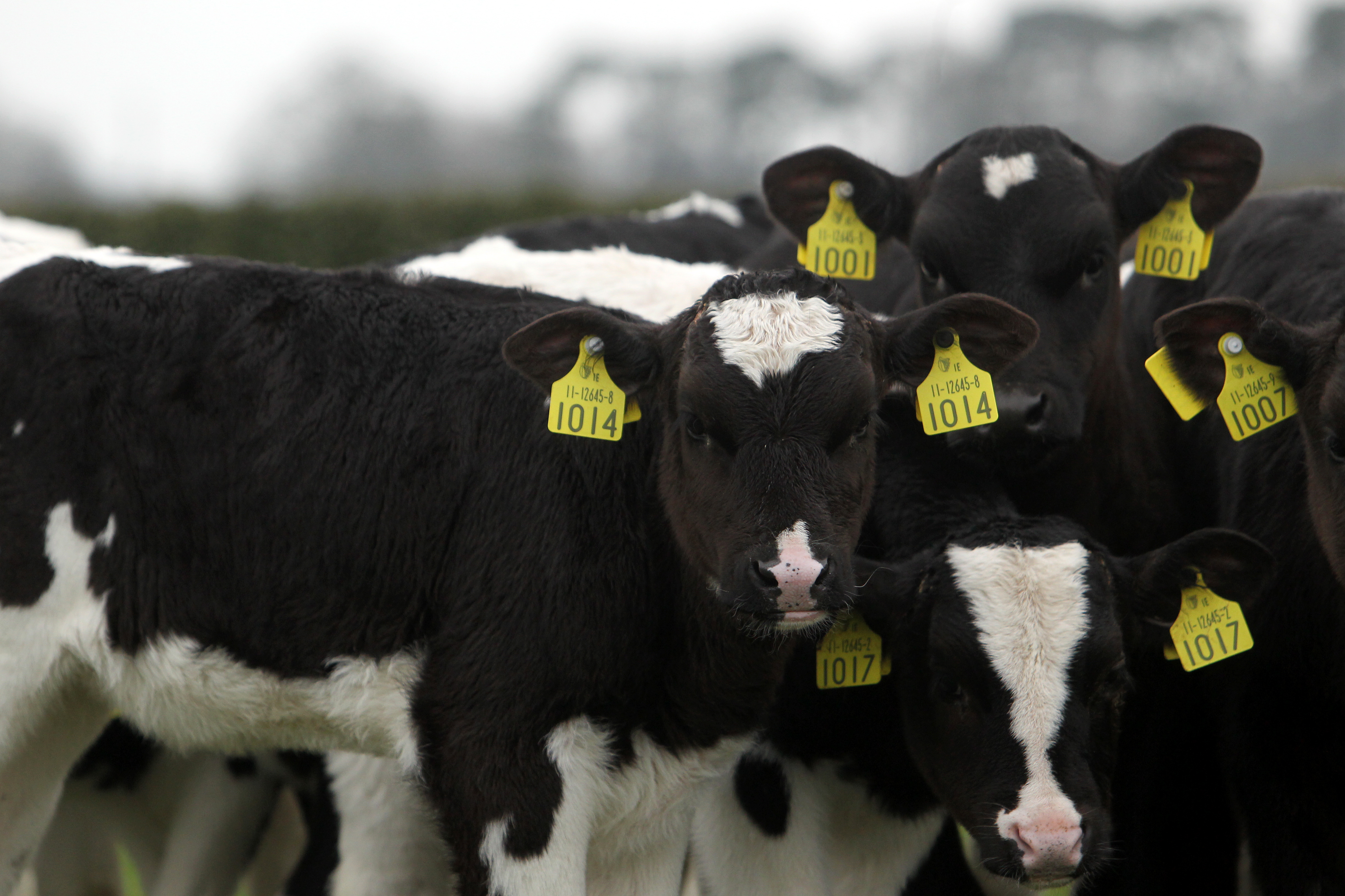 Calf Scour - MSD Animal Health Republic of Ireland
