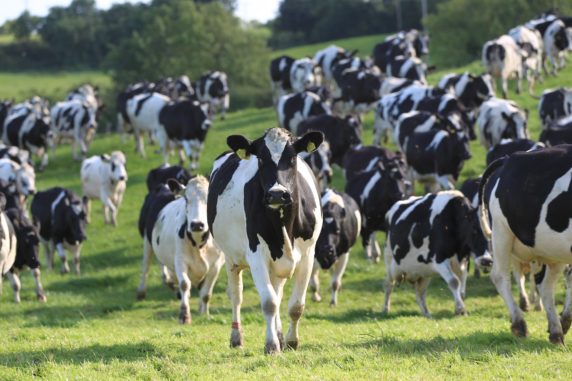Bovine Viral Diarrhoea (BVD) - MSD Animal Health Republic of Ireland