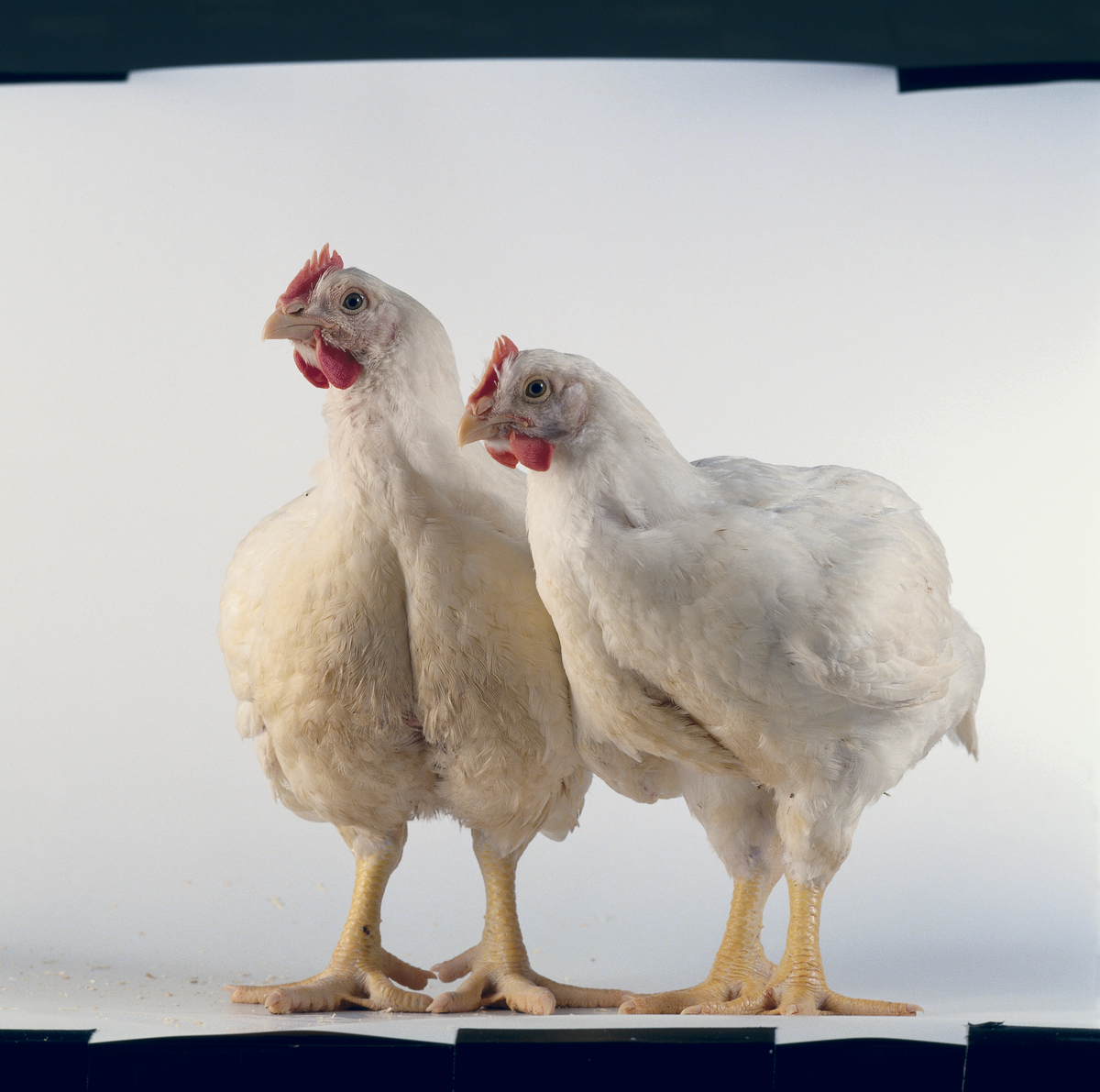 Newcastle Disease - MSD Animal Health Republic of Ireland