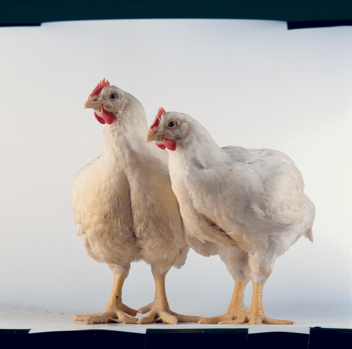 Newcastle Disease - MSD Animal Health Republic of Ireland