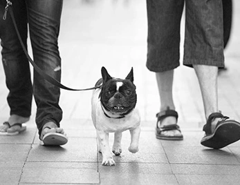 Nobivac vaccines | Nobivac - Essential protection for essential bonds ...