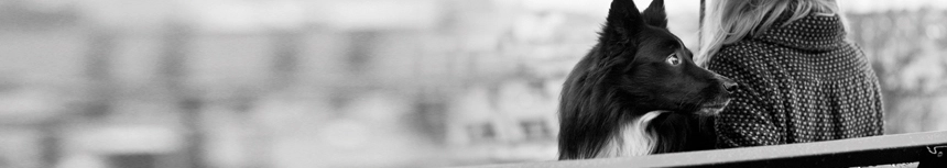 Canine Infectious Tracheobronchitis - MSD Animal Health Republic of Ireland
