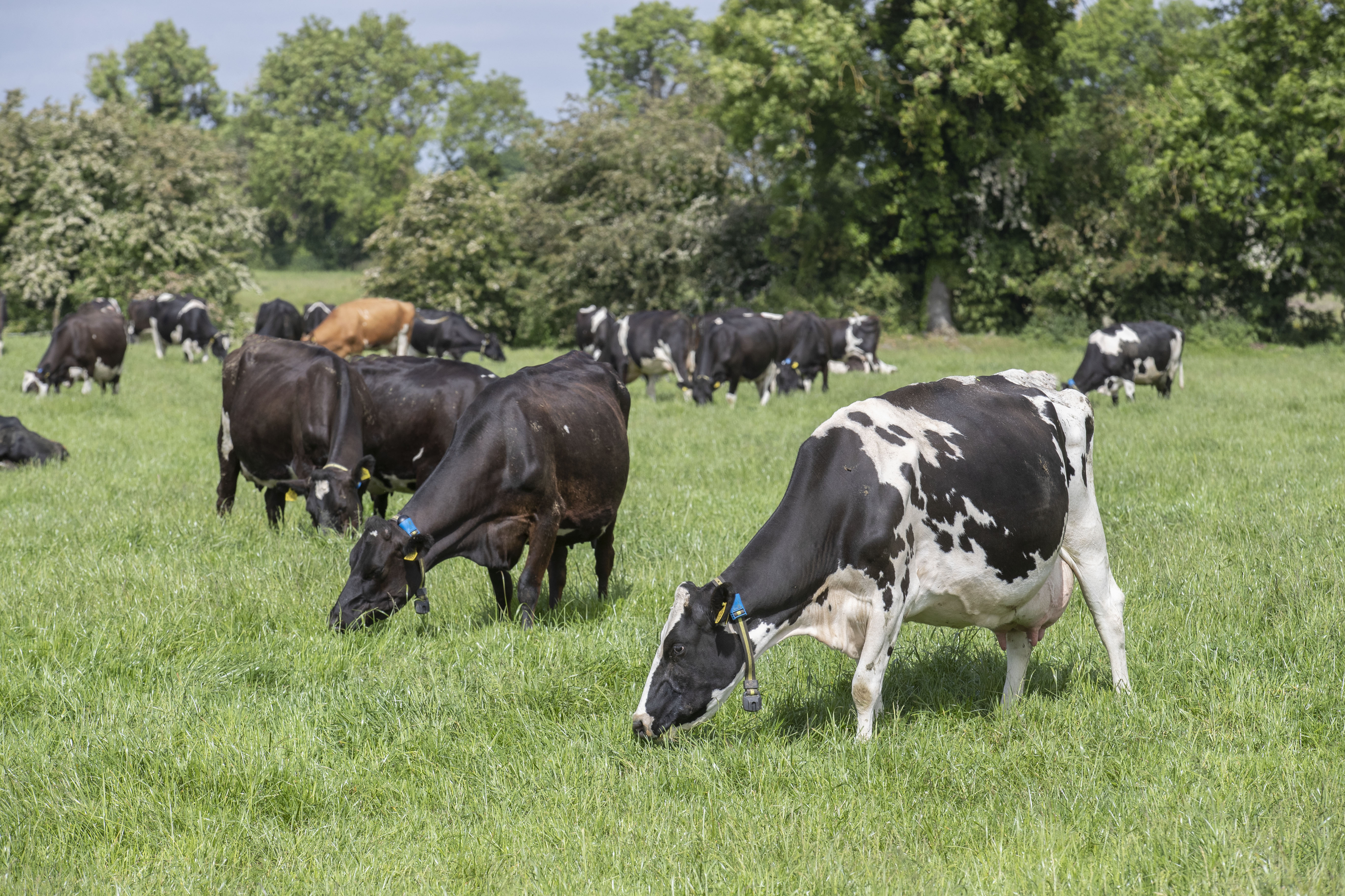 Infectious Bovine Rhinotracheitis (IBR) - MSD Animal Health Republic of ...